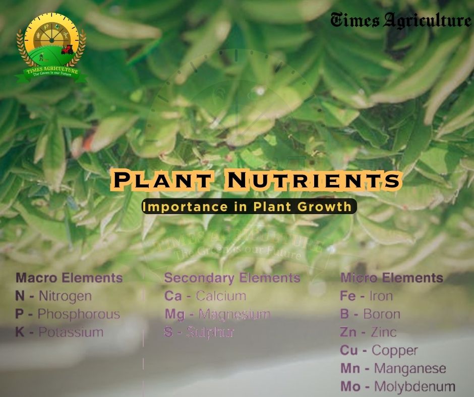 Plant Nutrients and Their Importance in Growth - Times Agriculture