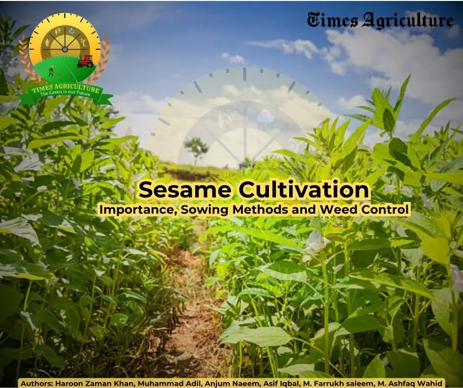 Sesame Cultivation: Importance, Methods and Weeds Control
